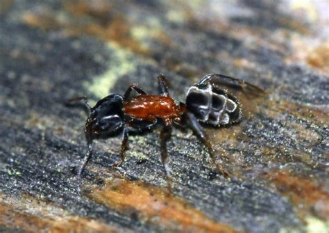 California Velvety Tree Ant Liometopum Occidentale
