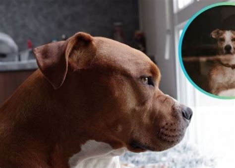 Las 3 Características De Un Perro Independiente Que Puede Quedarse Solo