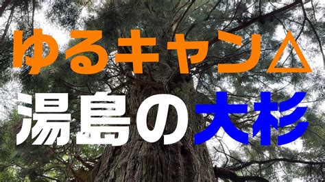 ゆるキャン 聖地湯島の大杉ゆじま山梨県早川町天然記念物山梨県最大 YouTube