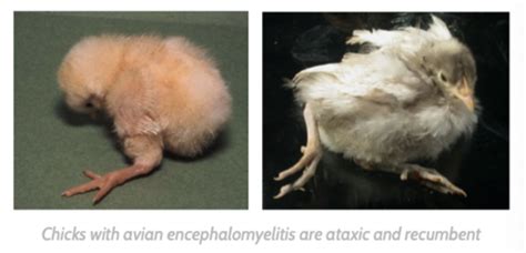 1 0 Avian Encephalomyelitis Ae Of Poultry Flashcards Quizlet