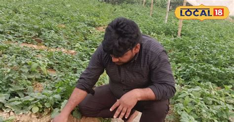 Potato Farming किसानों का Atm है यह बीजदोगुनी कर देगा आलू की