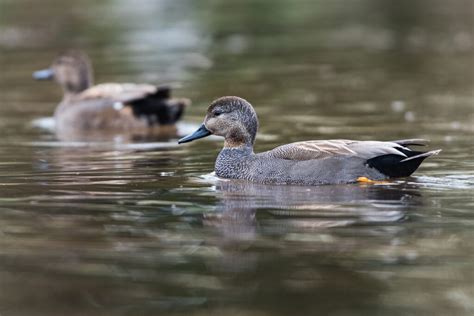 29 Ducks In California Home To Spectacular Duck Species