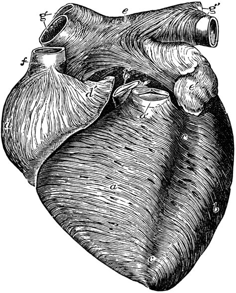 Anterior View Of The Heart Clipart Etc