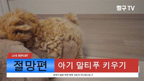 집을 파괴한다 매일 사고치는 아기강아지 말티푸 키우기 절망편 Youtube