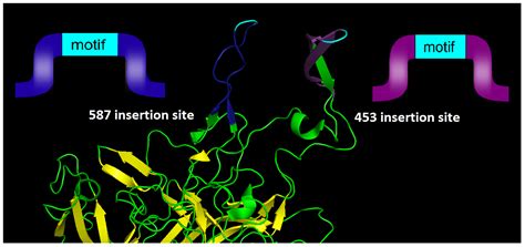 Teamfreiburg Biowareprojectinsertion Of Motifs Into Surface Exposed