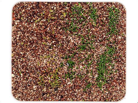 Cometのサボテン栽培日記 水切れで半分消滅した2016年6月実生の世界の図、多彩玉など