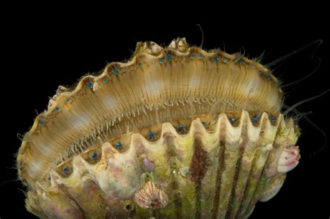 M630 Common Bay Scallop Argopecten Irradians Gulf Specimen Marine Lab
