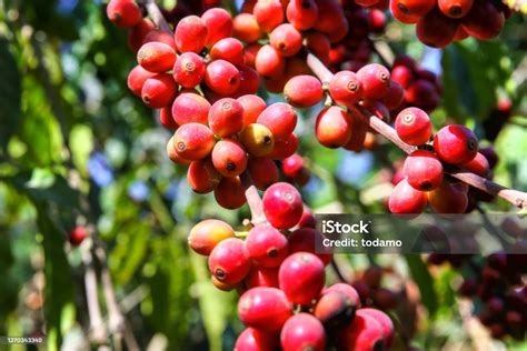 Tanaman Biji Kopi Di Perkebunan Di Guatemala Foto Stok Unduh Gambar