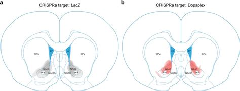 Nucleus Accumbens Rat