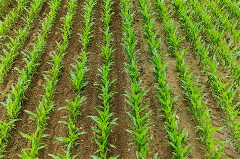 ROW MASTER RN PROFI Inter Row Cultivator BEDNAR FMT