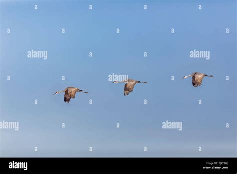Sandhill Cranes Flying Bosque Del Apache National Wildlife Refuge New