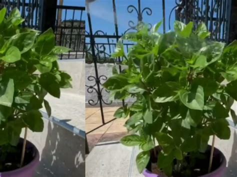 Mostr El Truco Definitivo Para Eliminar Las Plagas De Las Plantas Con Productos Naturales Y Se
