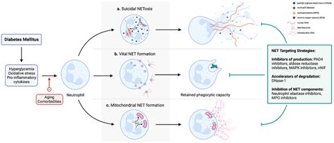 A Diagrammatic Representation Of The Different Pathways Of Netosis And Download Scientific