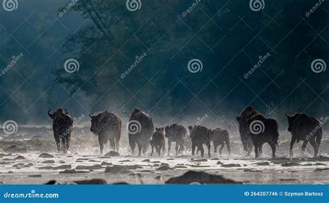 European Bison Wisent Bison Bonasus Bieszczady Carpathians Poland