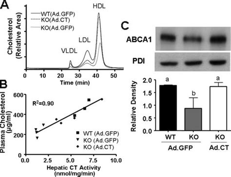 Plasma Hdl And Hepatic Abca1 Levels Are Increased In Knockout Mice