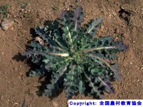 畑地雑草 オニノゲシ生育初期