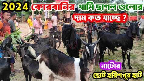 ২০২৪ কোরবানির সুন্দর সুন্দর ছোট বড় খাসি ছাগল গুলোর দাম কত যাচ্ছে নাটোর