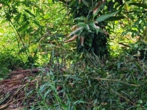 Corpo de homem é encontrado em área de mata no Jorge Teixeira veja vídeo