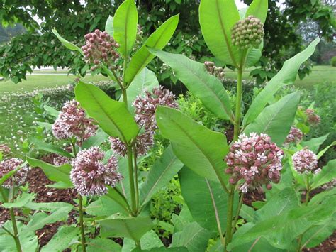 Natures Garden Naturally Save The Milkweed Save The Monarchs