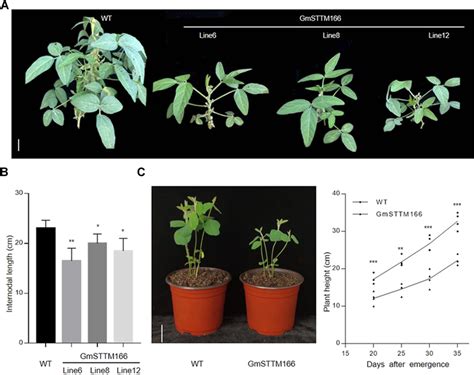 Morphological Phenotypes Of Gmsttm166 Transformants A Plant Height Of