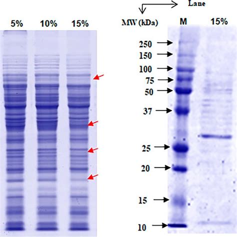 Growth Curve Of Enterococcus Faecalis Cultured On Tsb Medium Download Scientific Diagram
