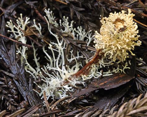 Polycephalomyces Formosus シロサンゴタケ