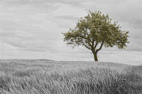 Understanding Tuples And Mutable Elements In Python A Deep Dive With