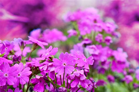 흐린 배경에 밝은 보라색 길리 플로우 정원 꽃 인사말 카드 디자인을위한 템플릿 자연 추상적 인 배경 가까운에 대한 스톡 사진 및 기타 이미지 Istock