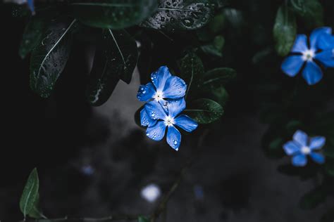 Wallpaper Flowers Leaves Plant Drops Hd Widescreen High