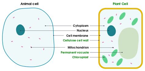 Bacteria Diagram Gcse