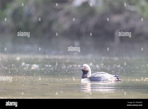 The Pacific Loon Or Pacific Diver Gavia Pacifica Is A Medium Sized