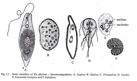 Classification Of Protozoa