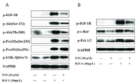 Tsn Inhibits Igf 1r Mediated Akt And Mek Signaling Transduction A Download Scientific