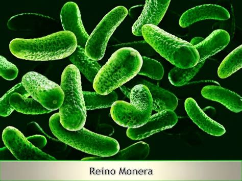Bioteca Reino Monera