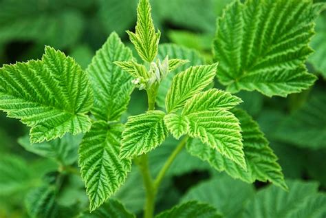 Premium Photo Raspberry Plant Green Leaves In The Garden