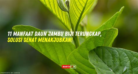 11 Manfaat Daun Jambu Biji Terungkap Solusi Sehat Menakjubkan