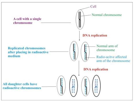 Dna Replication Daughter Cells Chart Dna Replication Daughter Cells Chart