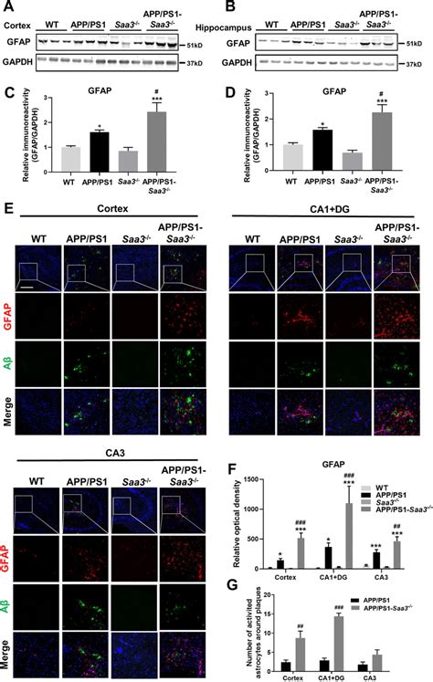 Saa3 deficiency increases the number of activated astrocytes around Aβ
