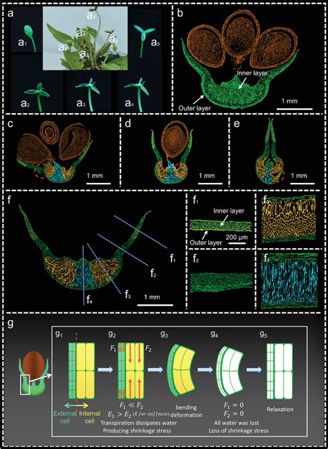 The Evolution Of The Pod Microstructure During Seeds Ejection Five