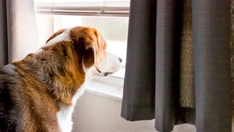 Pet Separation Anxiety Mountain Road Animal Hospital