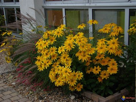 Arbuste Fleur Jaune Agencement De Jardin Aux Meilleurs Prix
