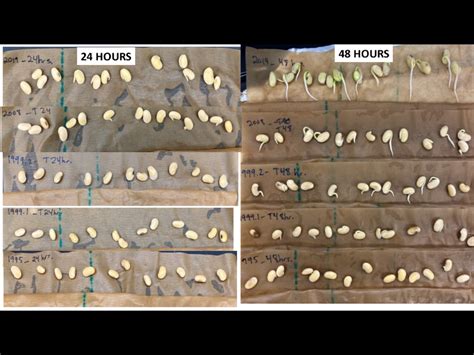 New Study Measures Early Detection Of Aging In Seeds Seed Today