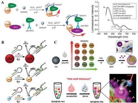 Luminol Assay At Jerome Henderson Blog