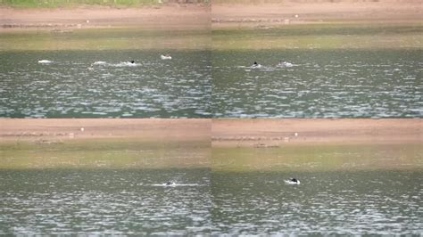 4k中华秋沙鸭濒危国家重点保护野生动物3840x2160高清视频素材下载编号9258732实拍视频光厂vj师网