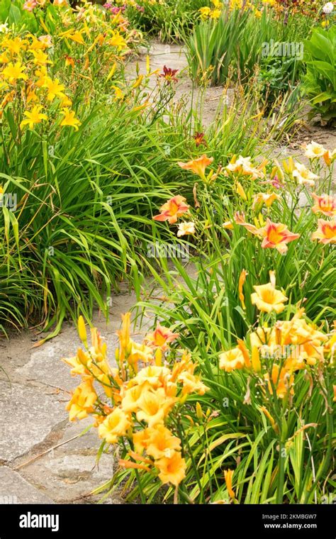Small Footpath In Garden Hemerocallis Plants Daylilies Scene Stock