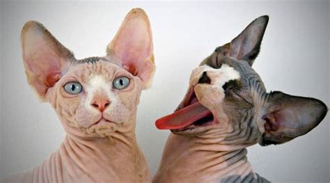 Razas De Gatos Sin Pelo Con Fotos