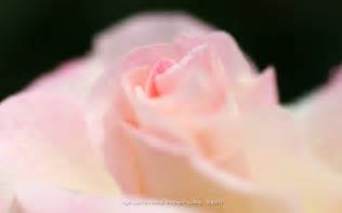 Pale Pink