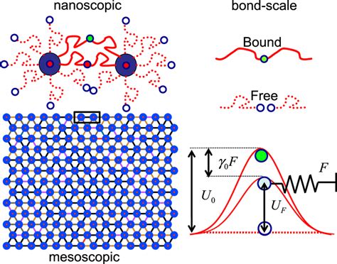 Hierarchy Of Interactions In A Network Of Dual Cross Linked Polymer