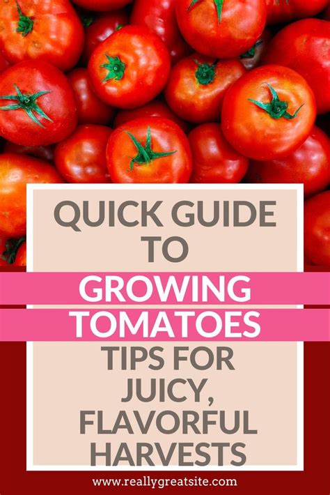 Explore The Ultimate Guide To Growing Tomatoes From Choosing The