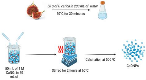 Schematic Diagram Of F Carica Extract Preparation And Download Scientific Diagram